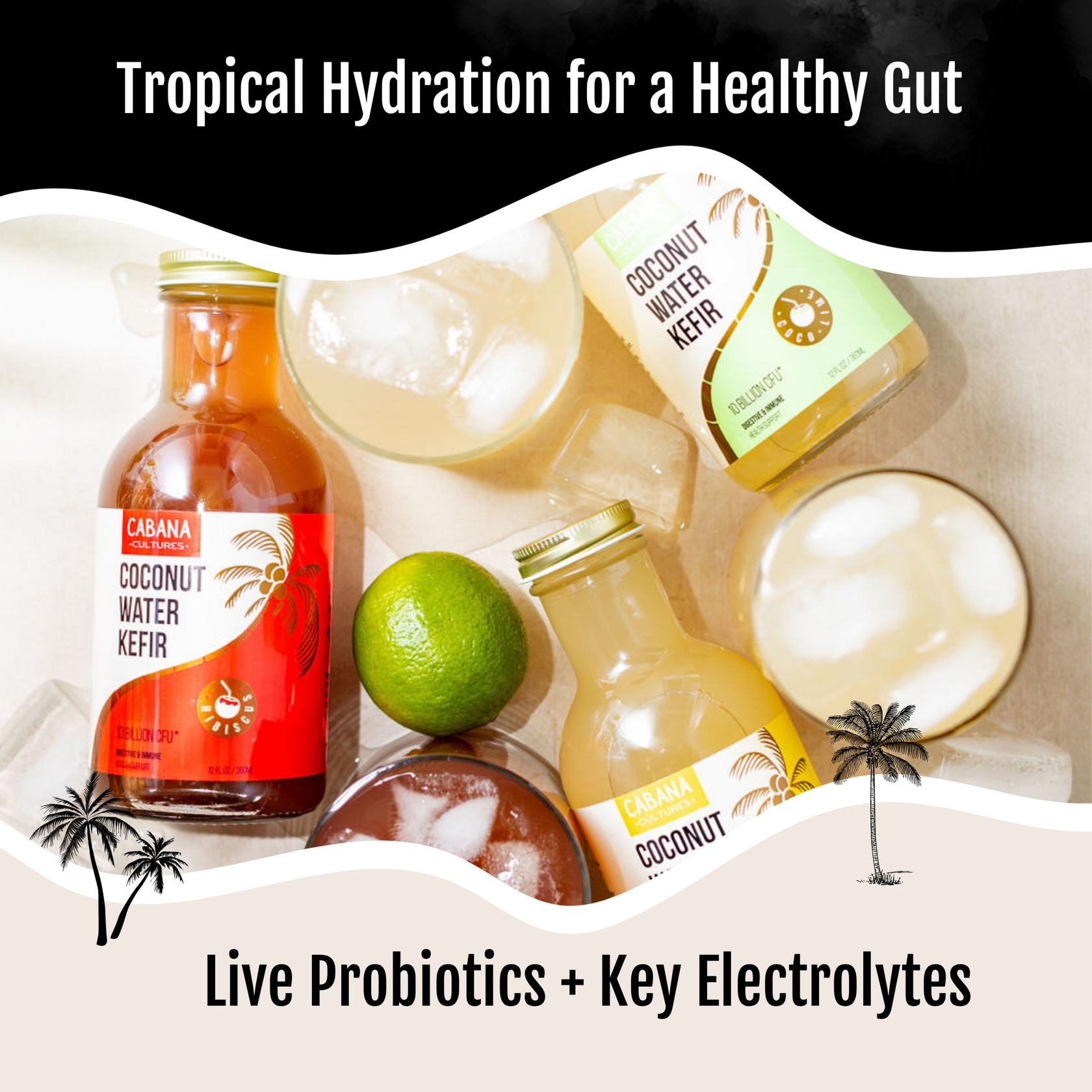 Probiotic Coconut Water Drinks | Variety 12-Pack – Cabana Cultures